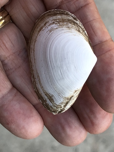 Constricted Macoma (Macoma constricta) · iNaturalist United Kingdom