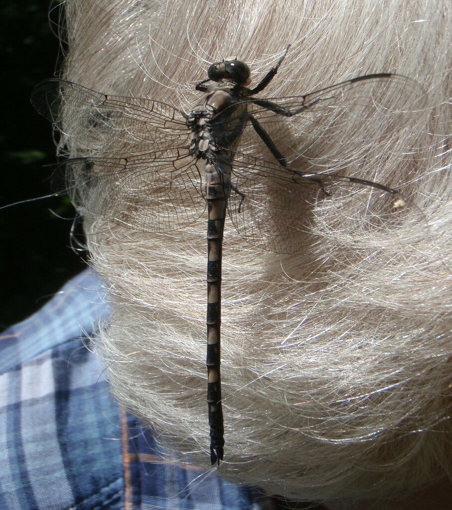 Gray Petaltail from 1304 Sloatsburg Rd, Ringwood, NJ 07456, USA on June ...