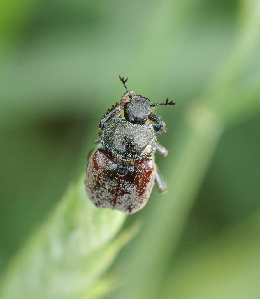 Welsh Chafer from Oudalle, France on June 17, 2023 at 08:50 PM by ...