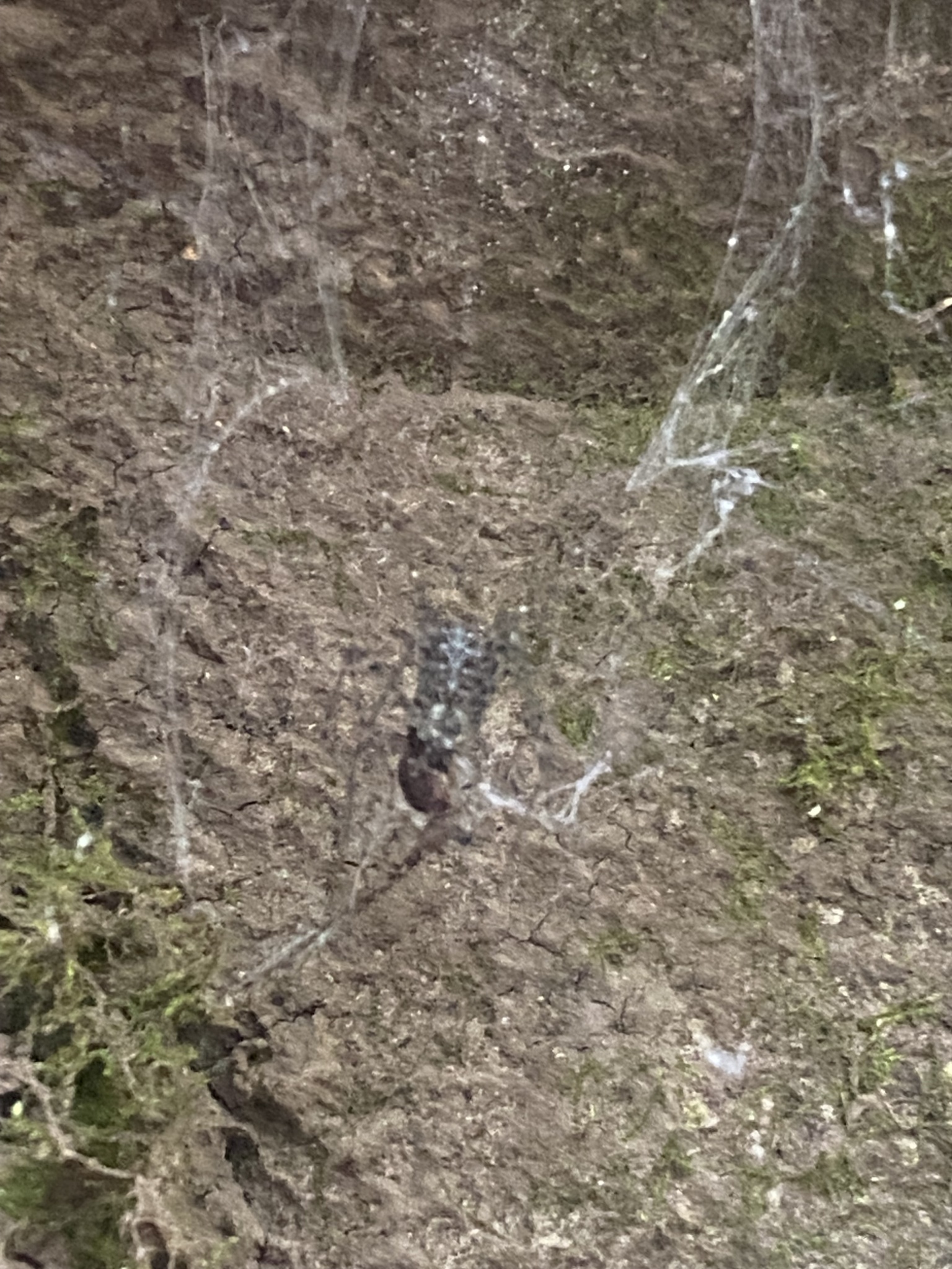 Hypochilidae