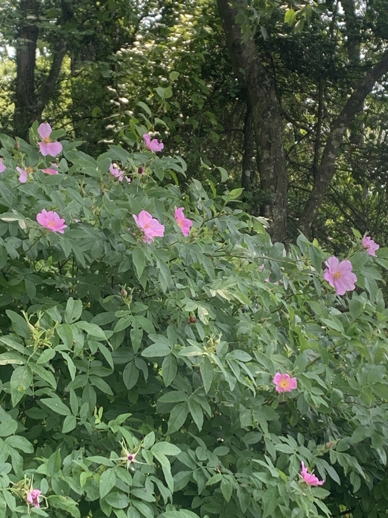 swamp rose from Athol Rd, Hebron, MD, US on June 18, 2023 at 02:21 PM ...