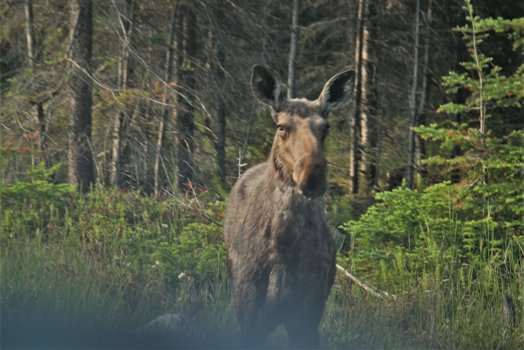 Moose from Thunder Bay District, ON, Canada on June 18, 2023 at 08:36 ...