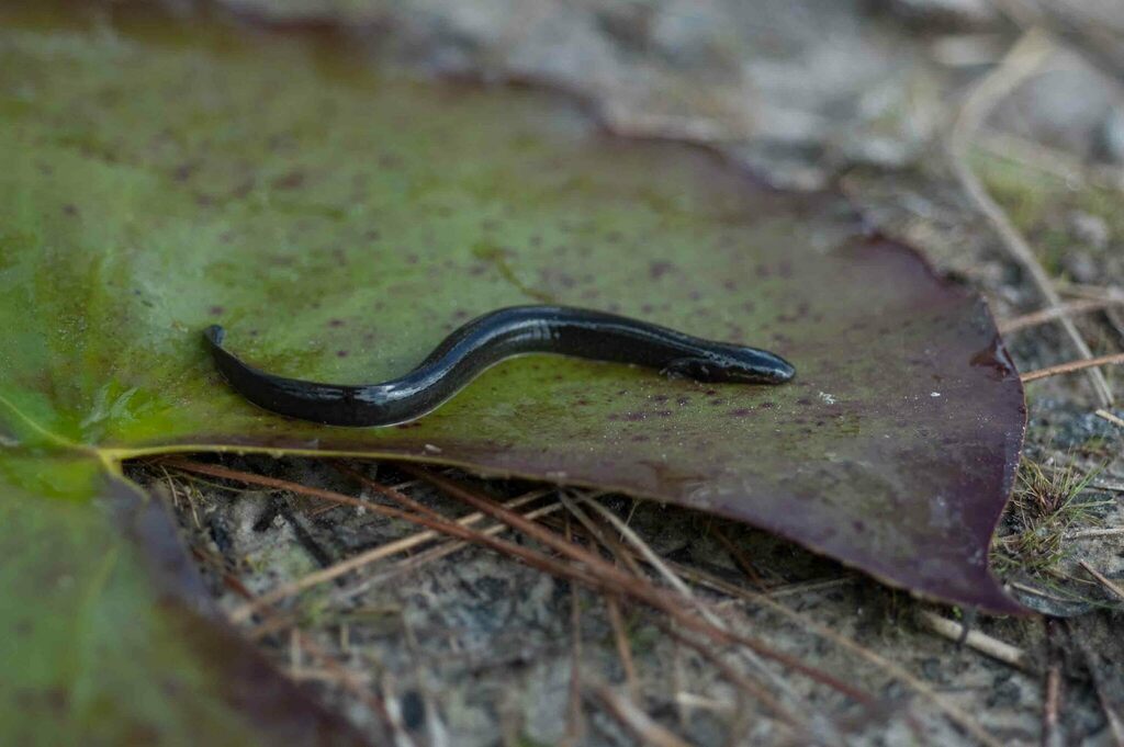 Lesser Siren in January 2007 by Moses Michelsohn · iNaturalist