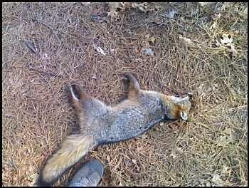 Gray Fox from Suffolk County, US-NY, US on March 17, 2008 by John P ...