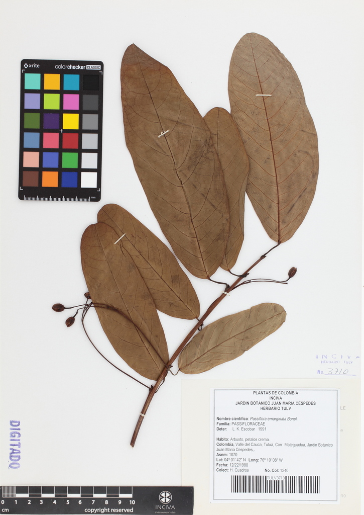 (Passiflora emarginata) - Botanical Realm
