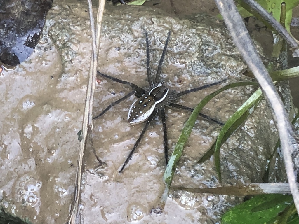 Six-spotted Fishing Spider from Hendrick Arnold Bluff, Santo, TX, US on ...