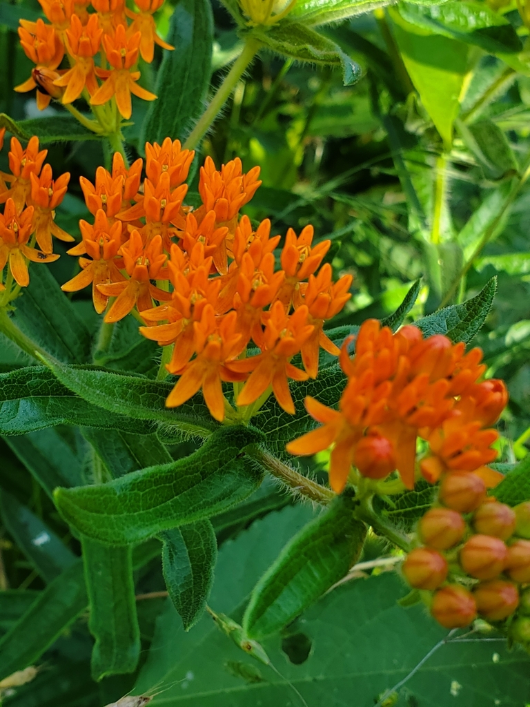 butterfly milkweed from Oktaha, OK 74450, USA on June 7, 2023 at 09:37 ...