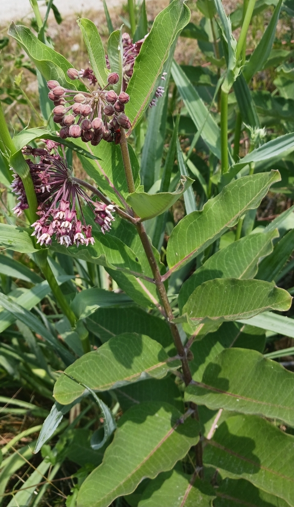 common milkweed from Downtown, Indianapolis, IN, États-Unis on June 18 ...