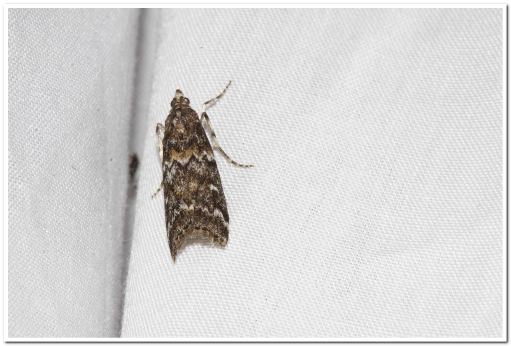 Conifer Coneworm Moths from 478 rue Beach, Metis Beach on August 12 ...