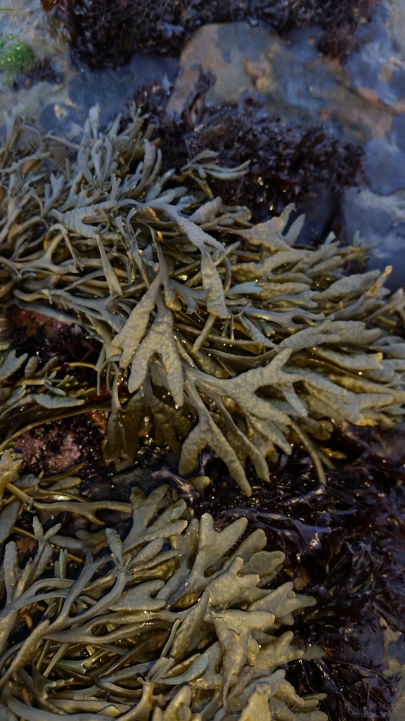 golden rockweed from Monterey County, CA, USA on December 02, 2018 at ...