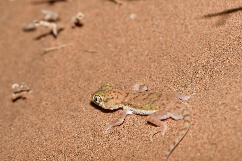 Anderson's Short-fingered Gecko from Assa-Zag, Maroc on June 9, 2023 at ...