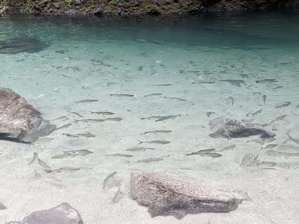 Brycon costaricensis from C8RJ+JV7, Alajuela Province, La Fortuna ...