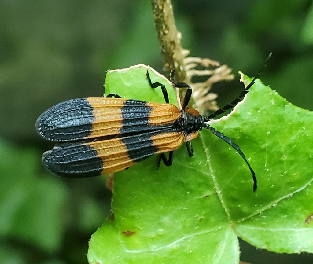 Reticulated Net-winged Beetle from Wilmington, DE 19807, USA on June 18 ...