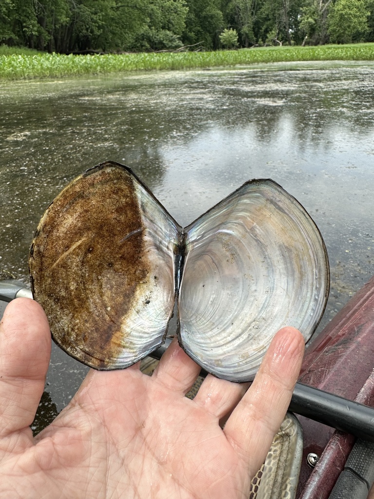 flat floater from Farmington Bottoms State Natural Area, Osceola, WI ...