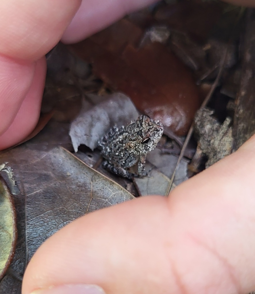 Southern Toad from Polk County, FL, USA on June 9, 2023 at 10:23 AM by ...
