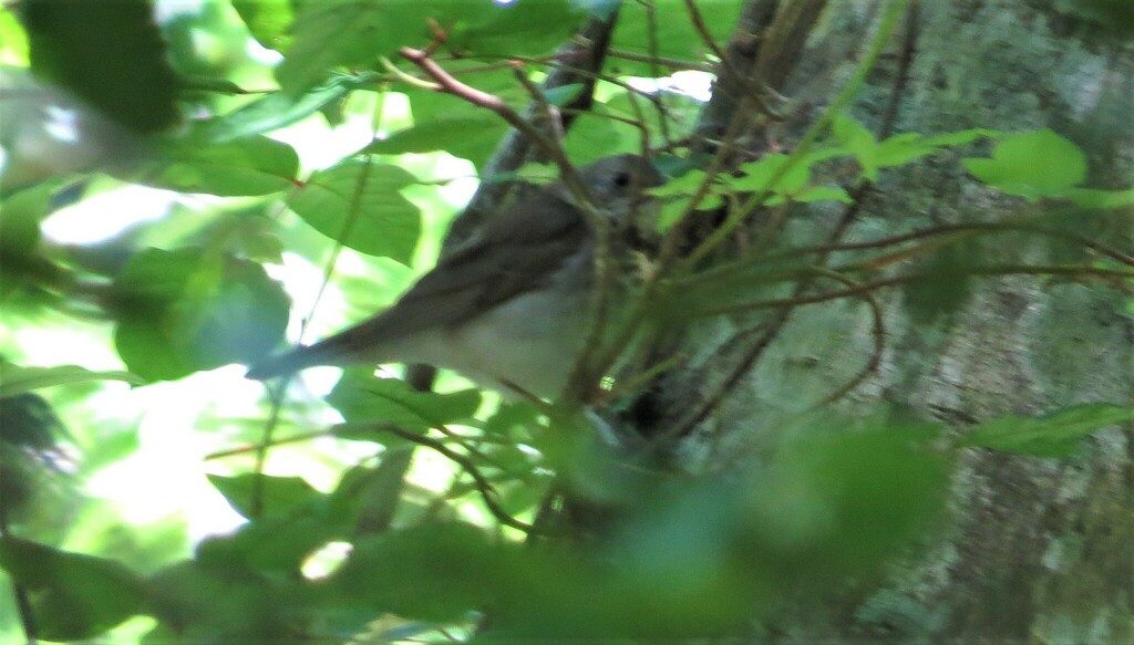 Gray-cheeked Thrush from Pasco County, FL, USA on April 22, 2019 at 12: ...