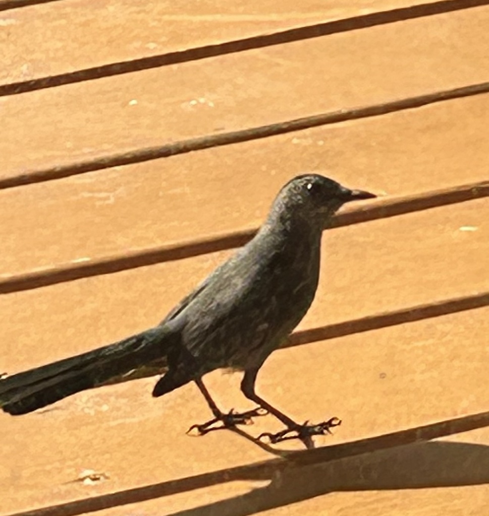 Gray Catbird from 56th St, Grand Junction, MI, US on June 18, 2023 at ...