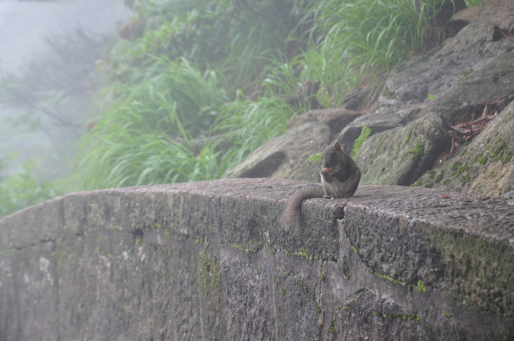 Perny's Long-nosed Squirrel from Huangshan District, Huangshan City ...