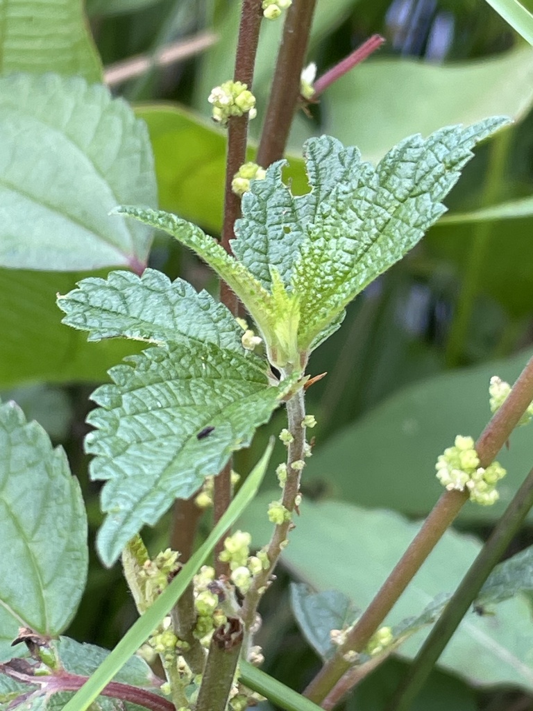 false nettle from Hildreth Rd, Wadesboro, NC, US on June 17, 2023 at 09 ...