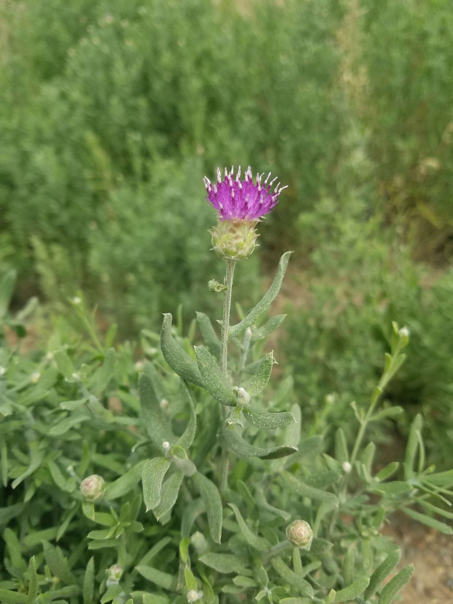 Rhaponticum repens (L.) Hidalgo