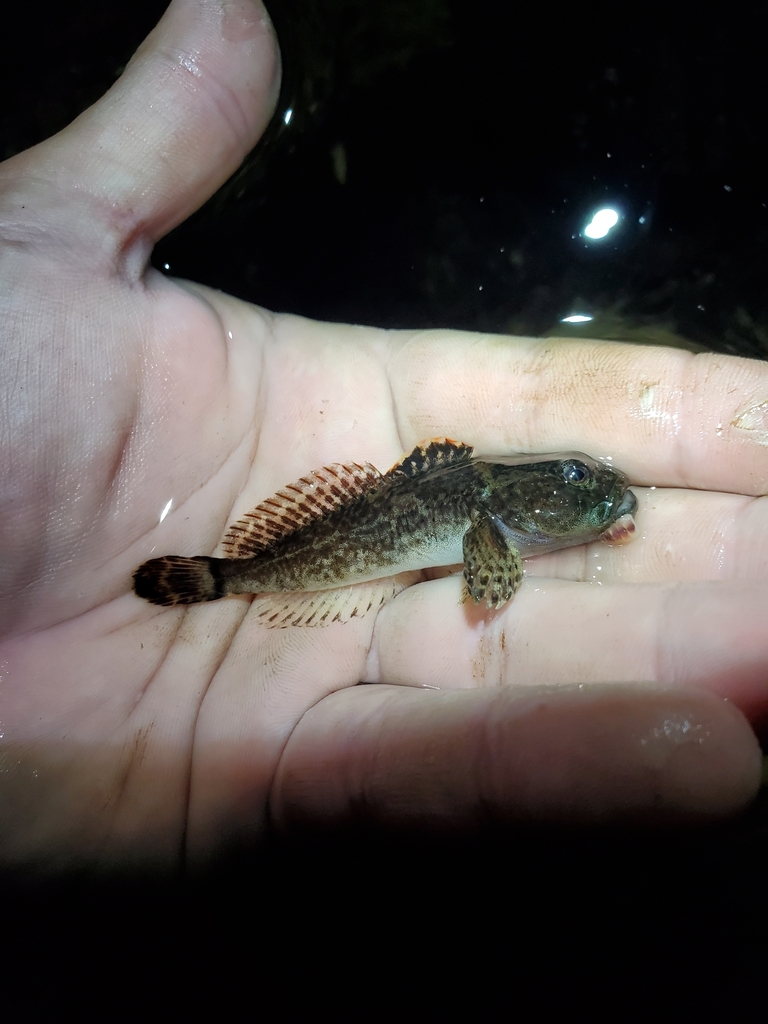 Blue Ridge Sculpin from Federalsburg, MD 21632, USA on June 18, 2023 at ...