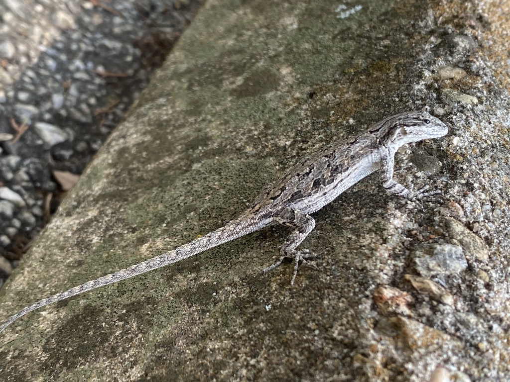 Ornate Tree Lizard from Pedernales Falls State Park, Cypress Mill, TX ...