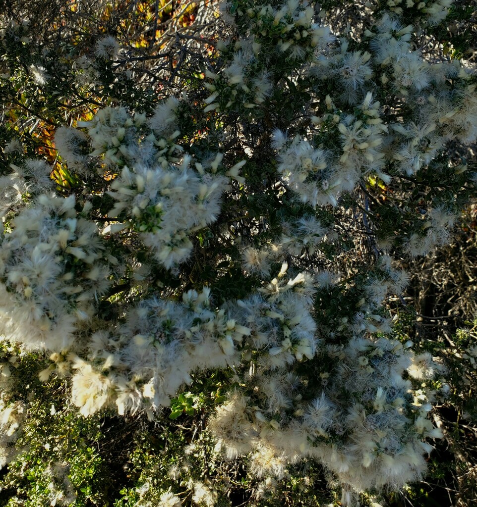 coyote brush from Seaside, CA, USA on November 19, 2022 at 03:11 PM by ...