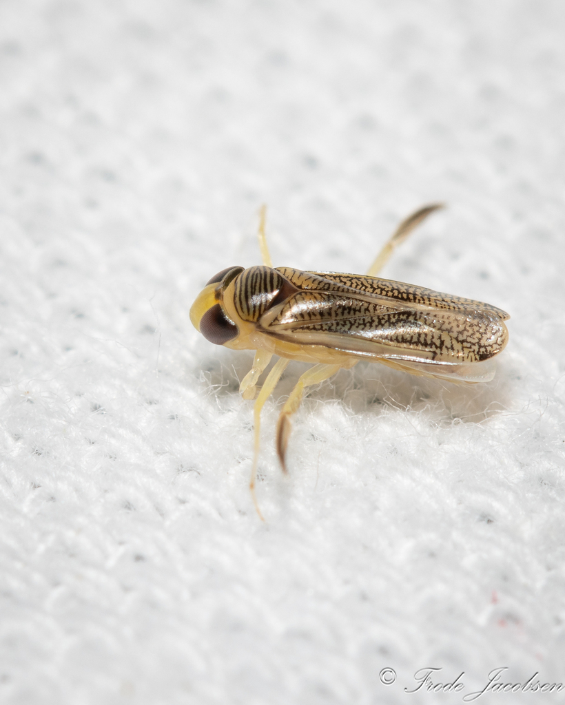 Trichocorixa from Parkview Trail, MD, USA on June 16, 2023 at 10:07 PM ...