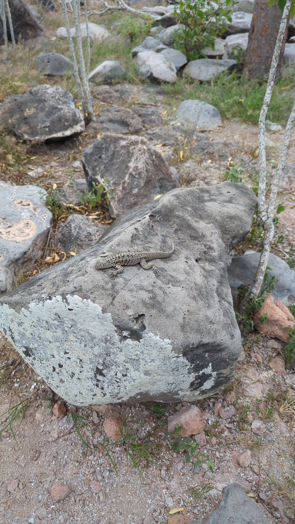 Santa Fe Lava Lizard from Santa Cruz, Parque Nacional Galápagos, EC-GA ...