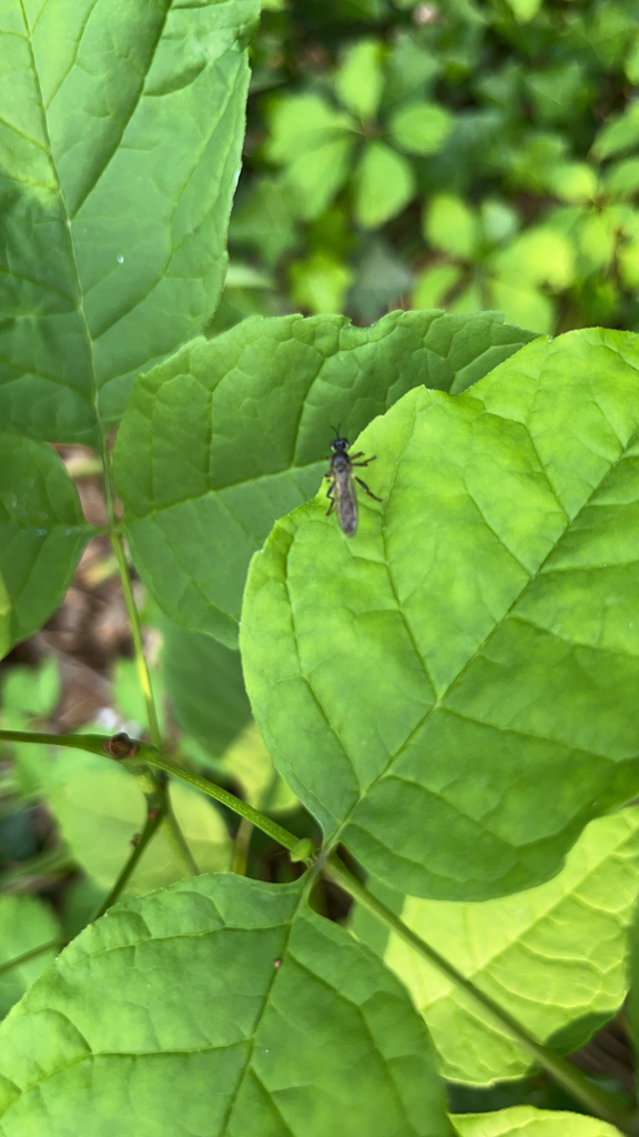 Stripe-legged Robber Fly in June 2023 by kmatreyek · iNaturalist