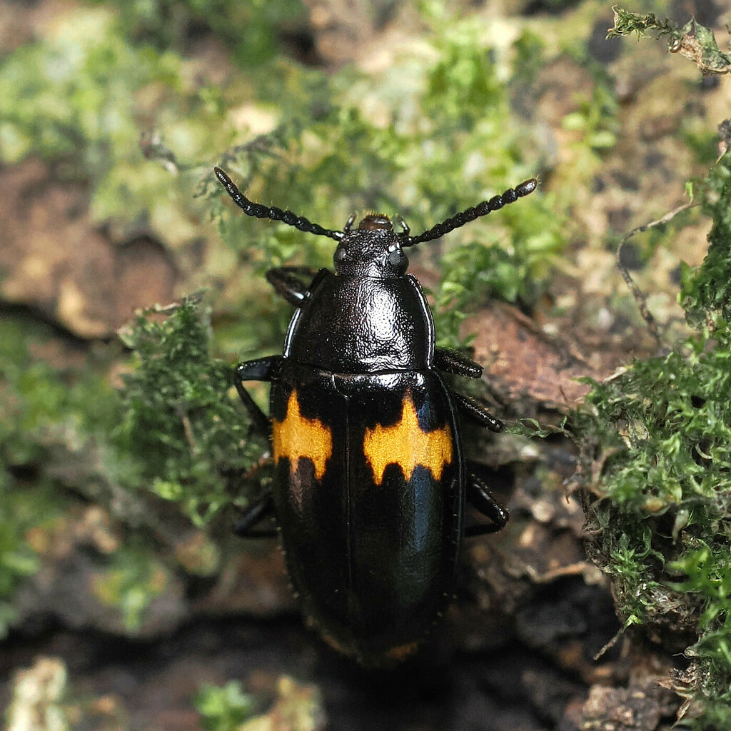 Basanus erotyloides from Higashino, Nagaizumi, Sunto District, Shizuoka ...
