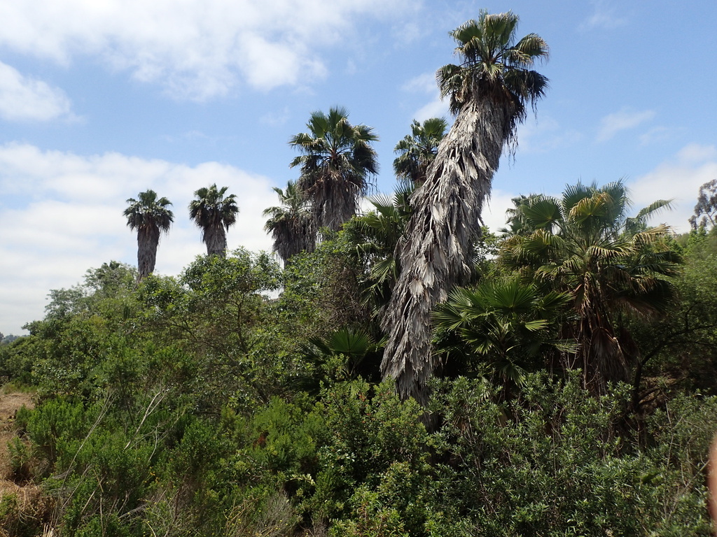 Mexican Fan Palm from Casta del Sol, Mission Viejo, CA, US on June 18 ...