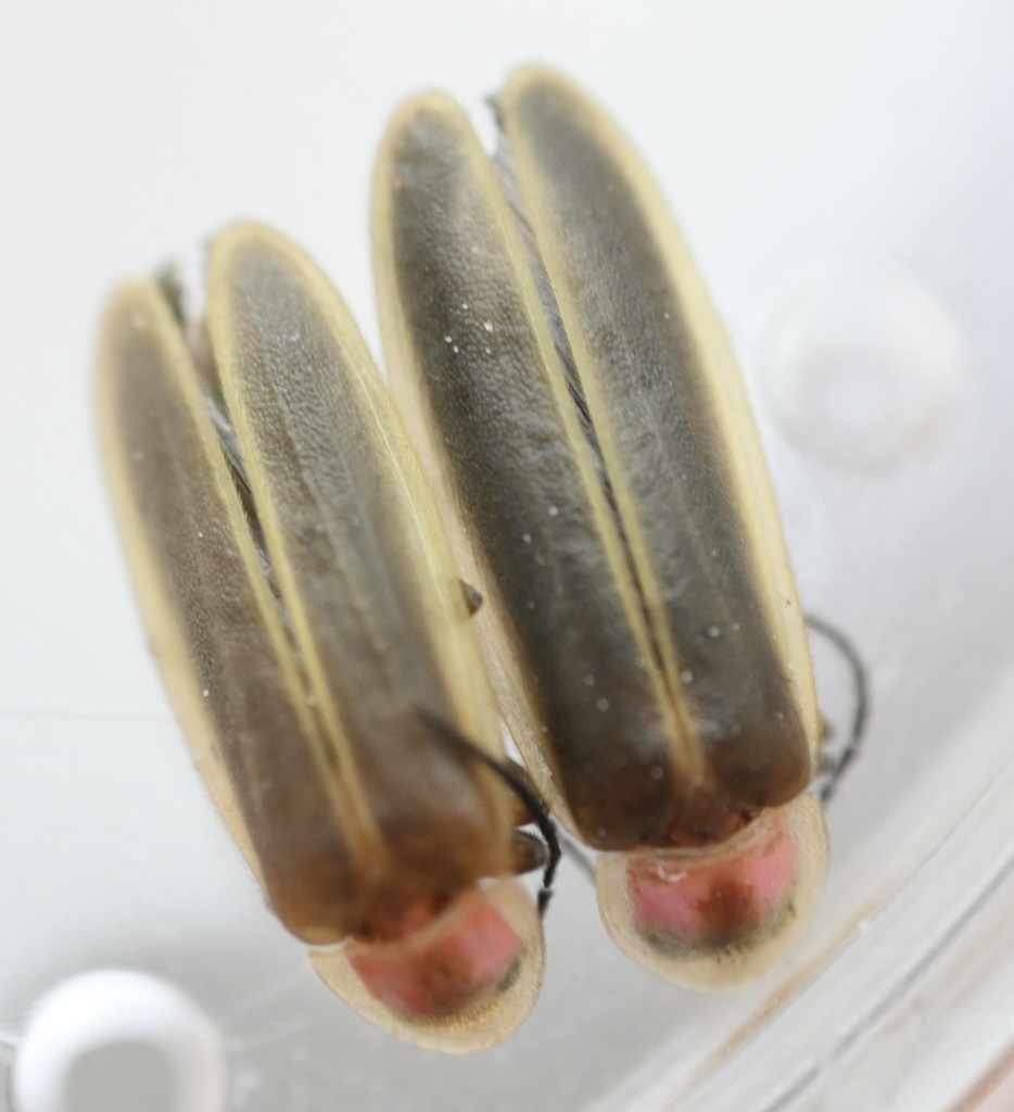 Little Gray Firefly in June 2023 by thecicadadude. In my yard, flashing ...