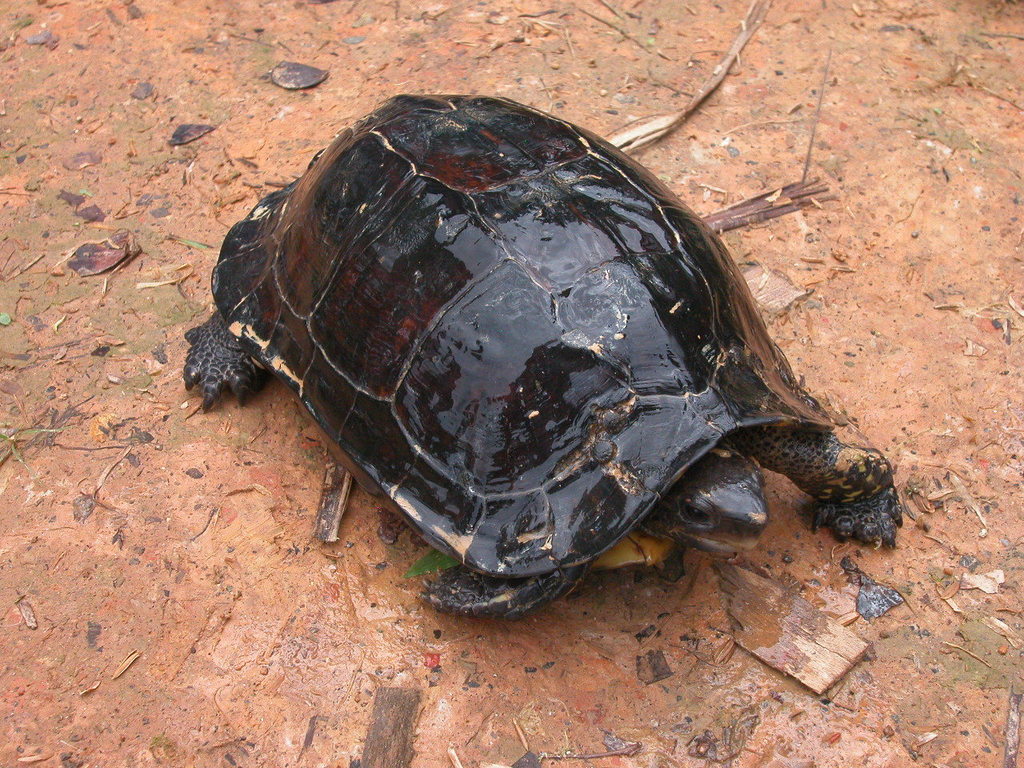Brown Land Turtle in March 2006 by Francisco Prieto Albuja · iNaturalist