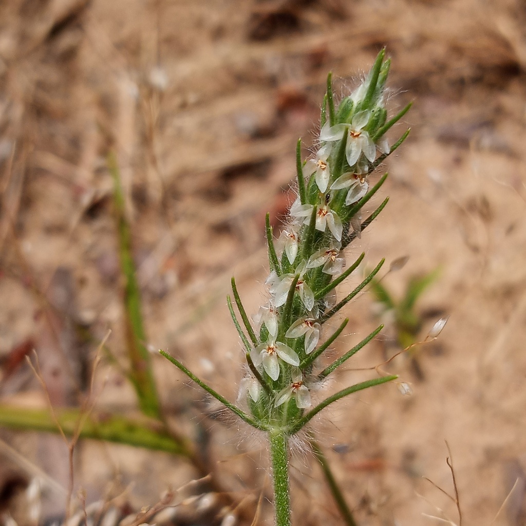 bracted plantain from Anne Arundel County, MD, USA on June 18, 2023 at ...