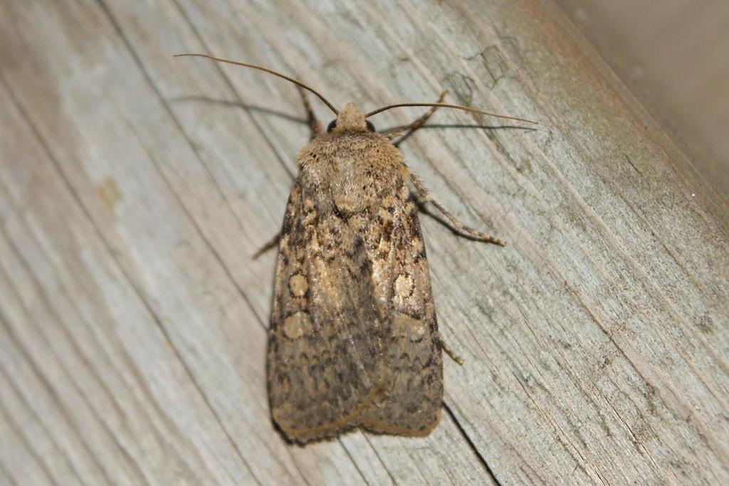 Reaper Dart (Noctuid Moths of Montana, USA) · iNaturalist