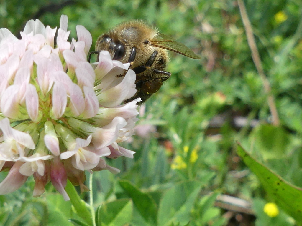 Western Honey Bee from Osgoode, Ottawa, ON, Canada on June 18, 2023 at ...