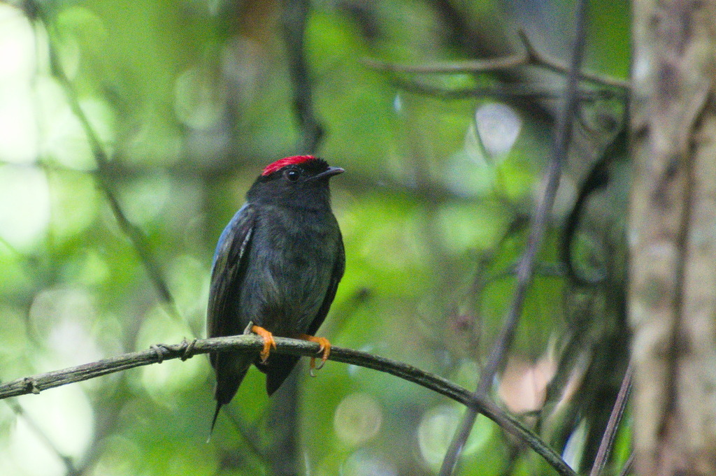 Lance-tailed Manakin from Dibulla, La Guajira, Colombia on June 9, 2023 ...
