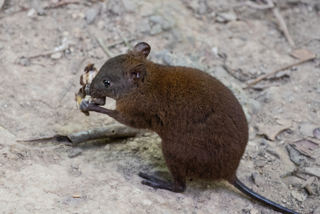 Musky Rat-kangaroo (Hypsiprymnodon moschatus) - Know Your Mammals