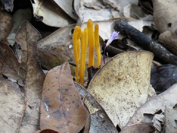 Nodding nixie from Levy County, FL, USA on December 13, 2018 at 11:59 ...