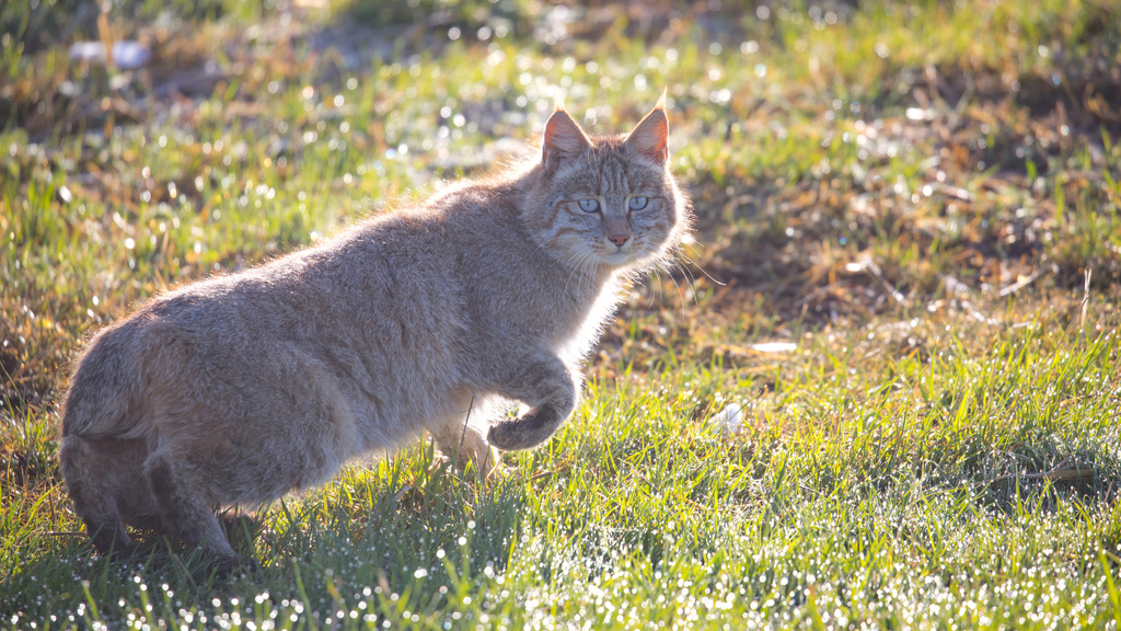 Chinese Mountain Cat (Felis bieti) - Know Your Mammals
