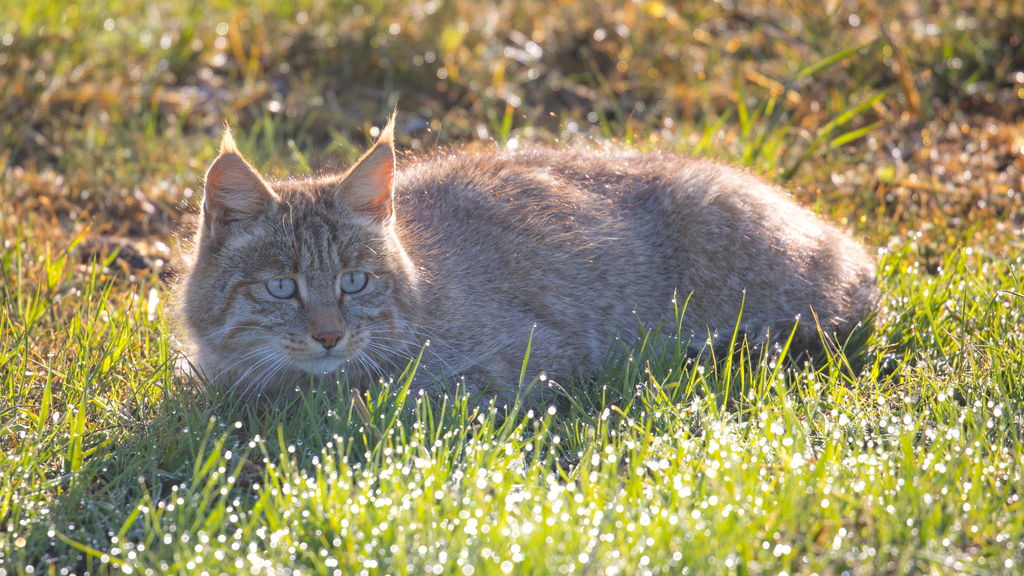 Chinese Mountain Cat (Felis bieti) - Know Your Mammals
