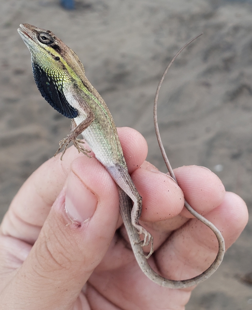 Grass Anole from Playa Toro on June 18, 2023 at 06:17 PM by Isaac Capp ...
