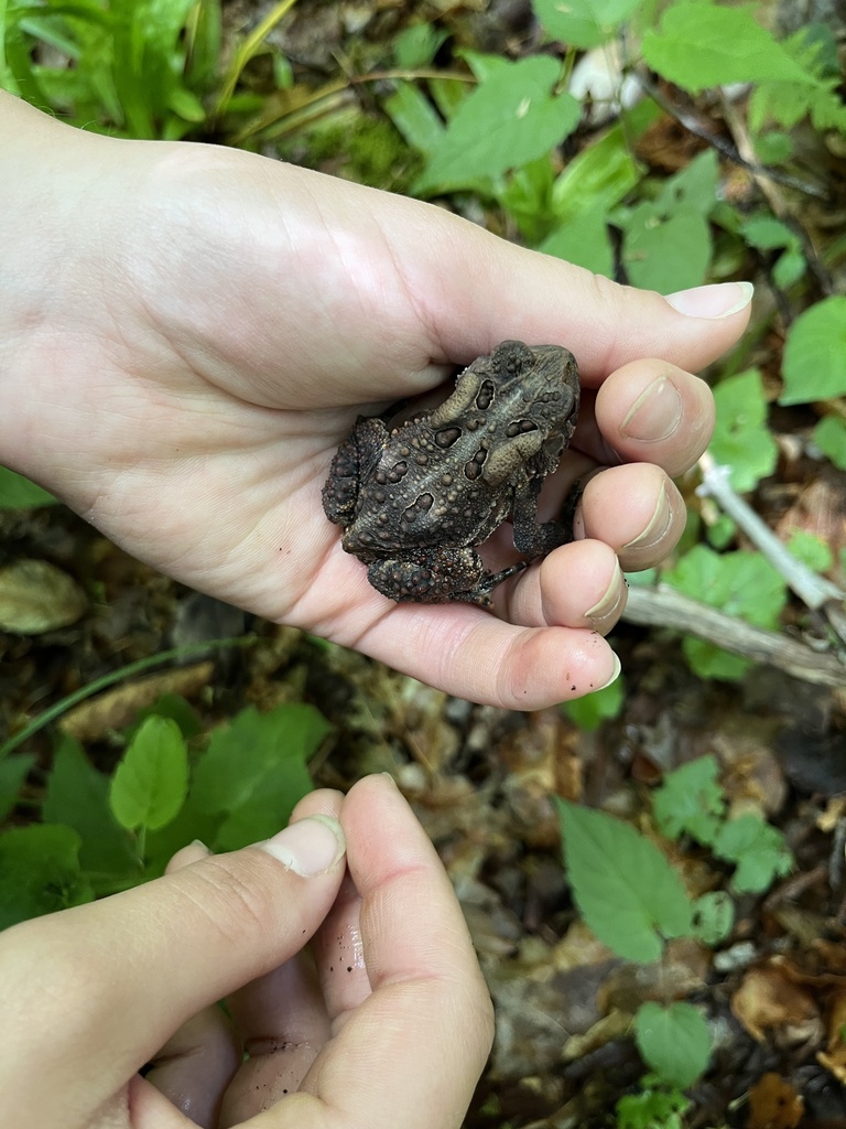 American Toad from Allegany State Park, Limestone, NY, US on June 13 ...
