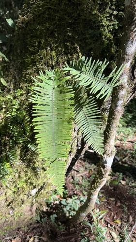 Pecluma sicca · NaturaLista Colombia