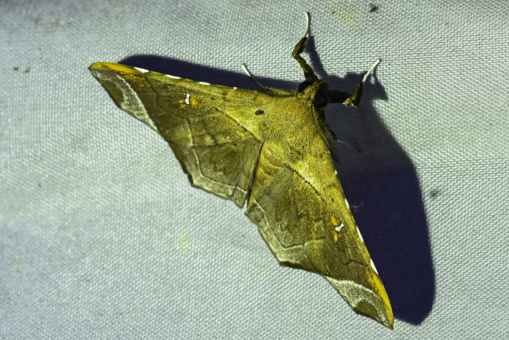 Episparis from Lahad Datu, Sabah, Malaysia on November 11, 2022 at 07: ...