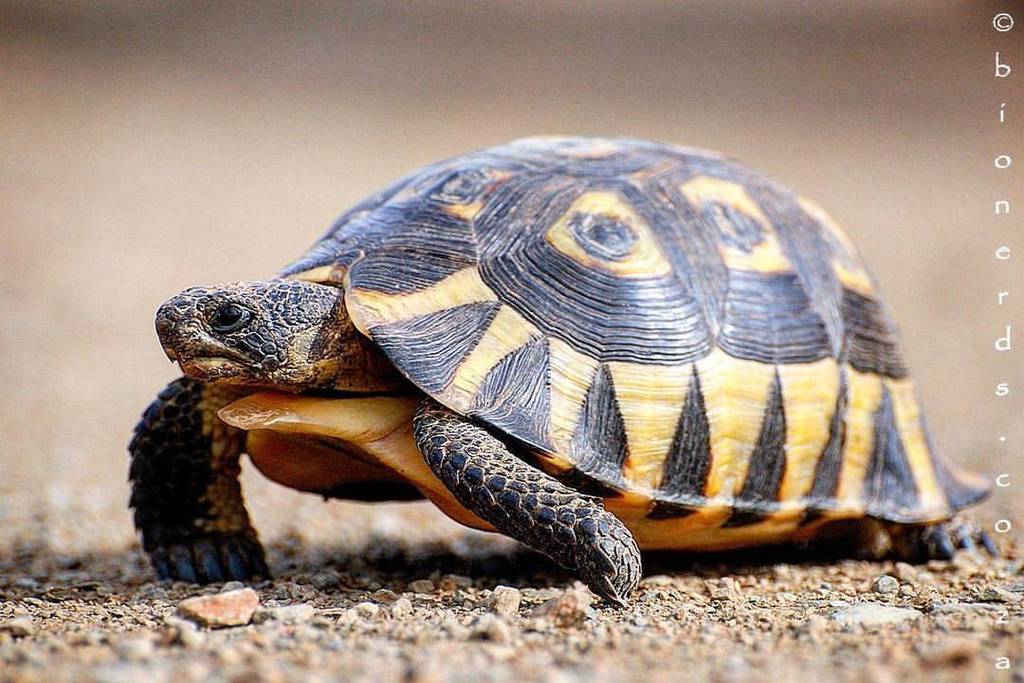 Angulate Tortoise (Reptiles and amphibians of the Cape Flats Nature ...
