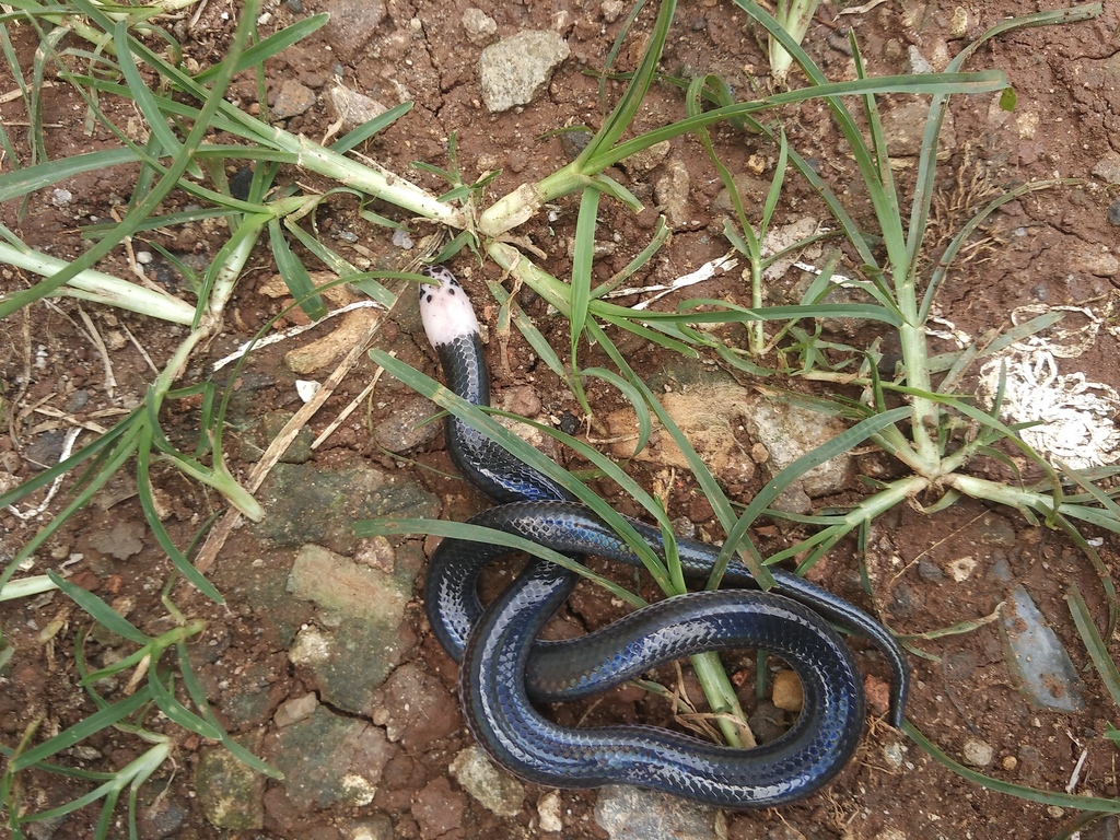 Asian Sunbeam Snake from Depok, Depok City, West Java, Indonesia on ...