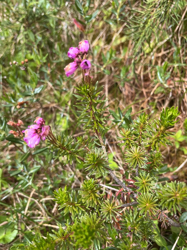 pink mountainheath from Nootka Island, BC, CA on June 18, 2023 at 11:05 ...