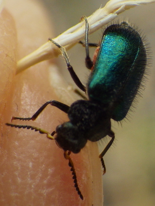 Collops from Latah Valley, Spokane, WA, USA on June 17, 2023 at 05:23 ...